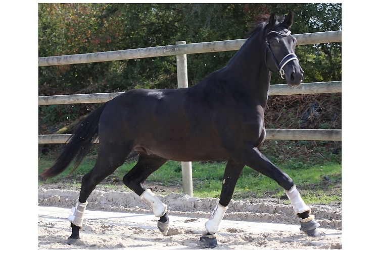 LARSON DU FEUILLARD - Haras du Feuillard