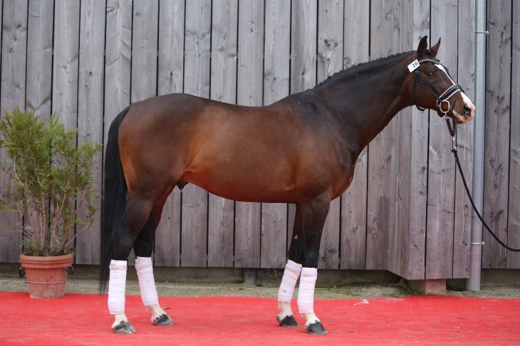 MIGHTY MAGIC - Haras du Feuillard