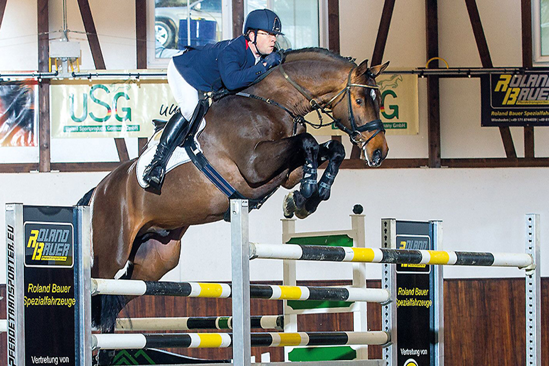 Show Jumping Stallions Collection Horses and Ponies - Haras du Feuillard